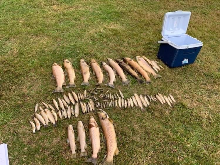 Media release: Significant fish kill prompts ORC public request | Otago ...