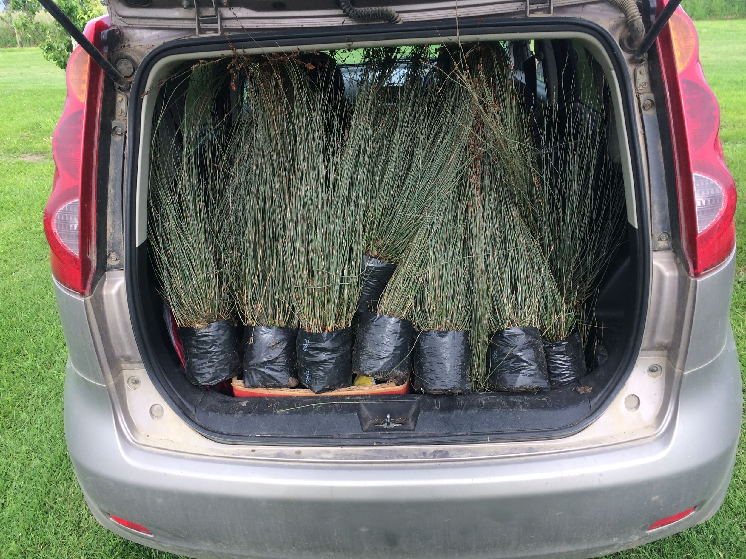 Media release: Bringing the oioi back to Te Hakapupu | Otago Regional ...