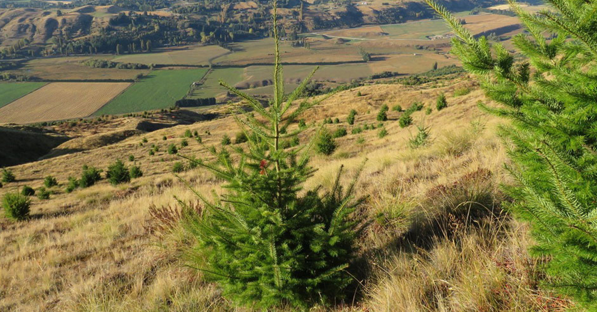 Media release: New Upper Clutha Wilding Tree Group calls for urgent ...