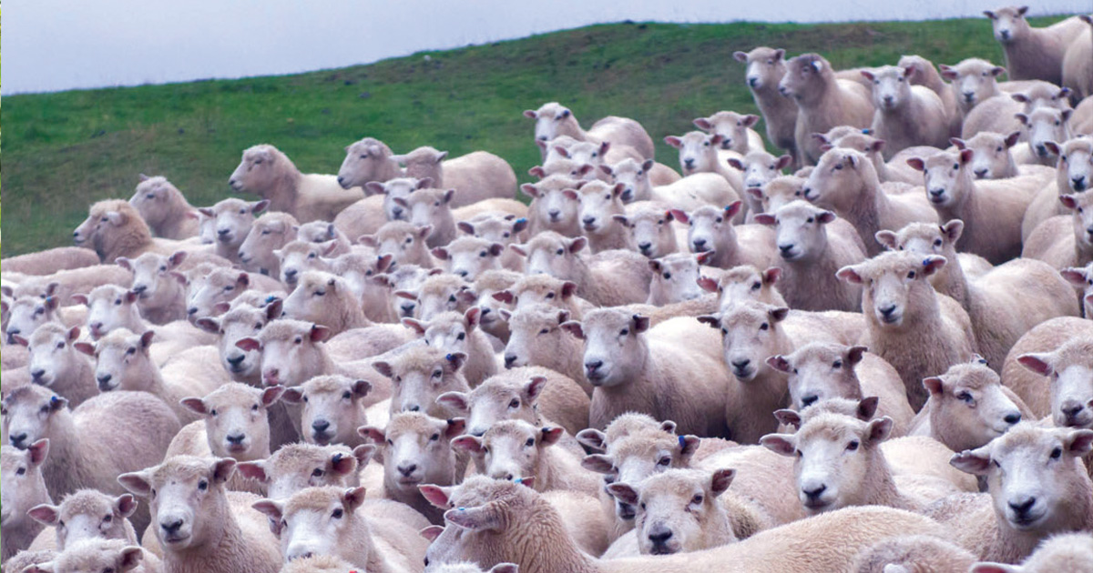 Intensive Winter Grazing One-on-One — Balclutha