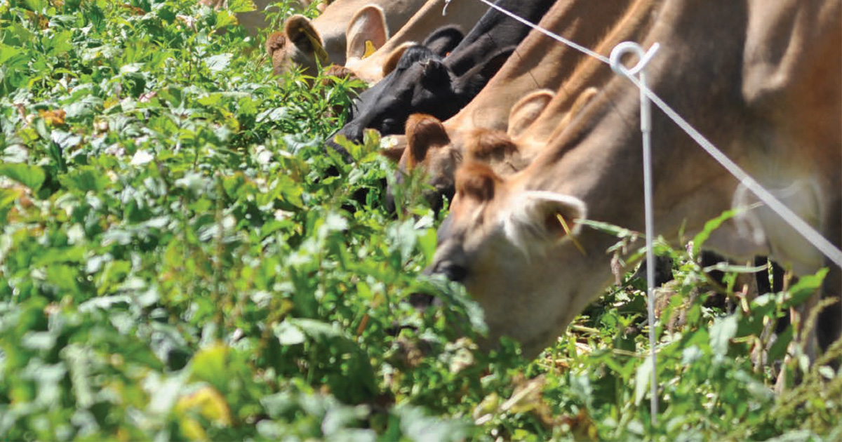 Intensive Winter Grazing One-on-One | Otago Regional Council