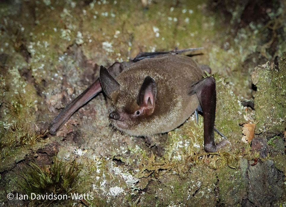 Bats of Otago