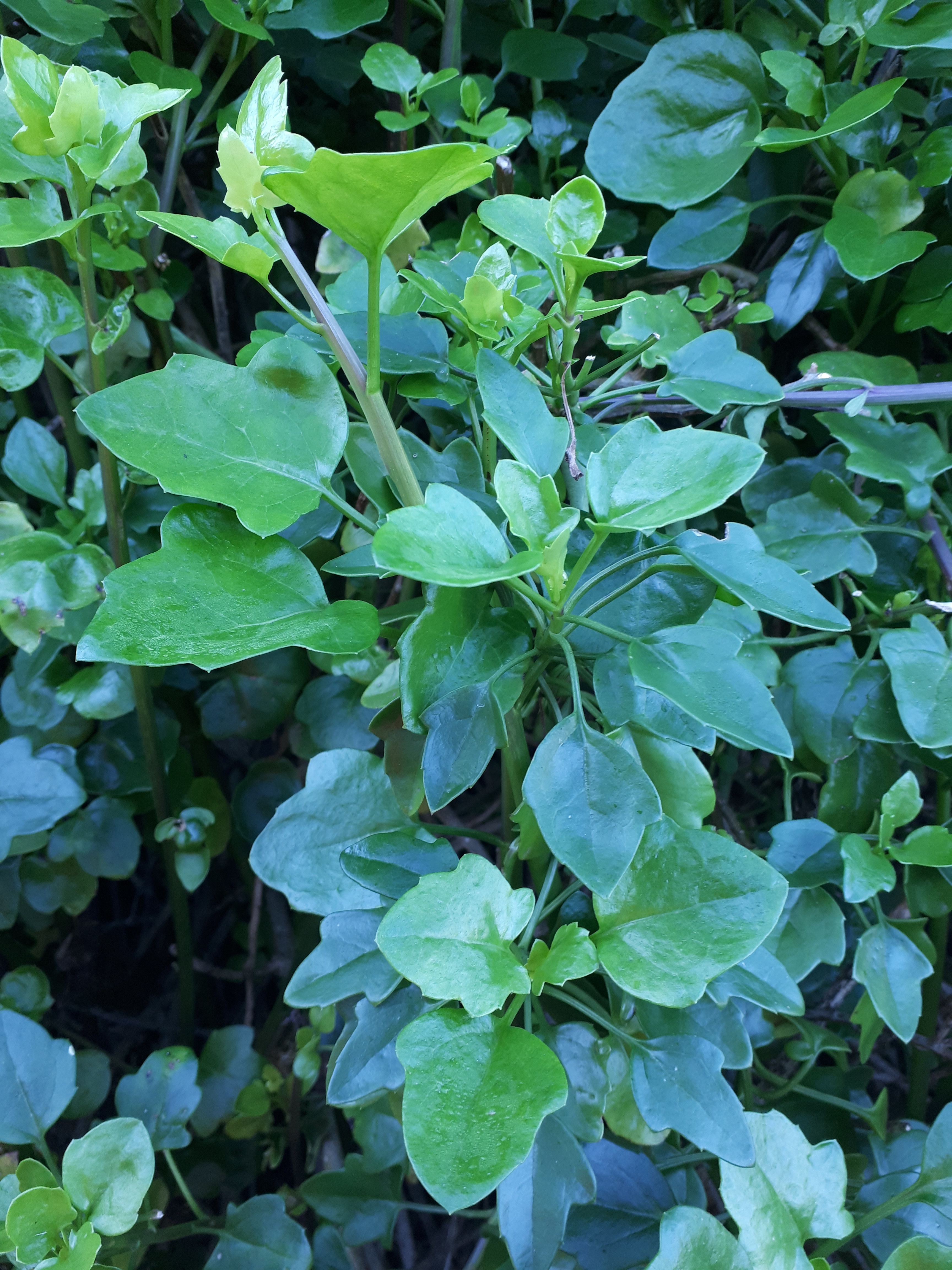 Cape ivy (pest)