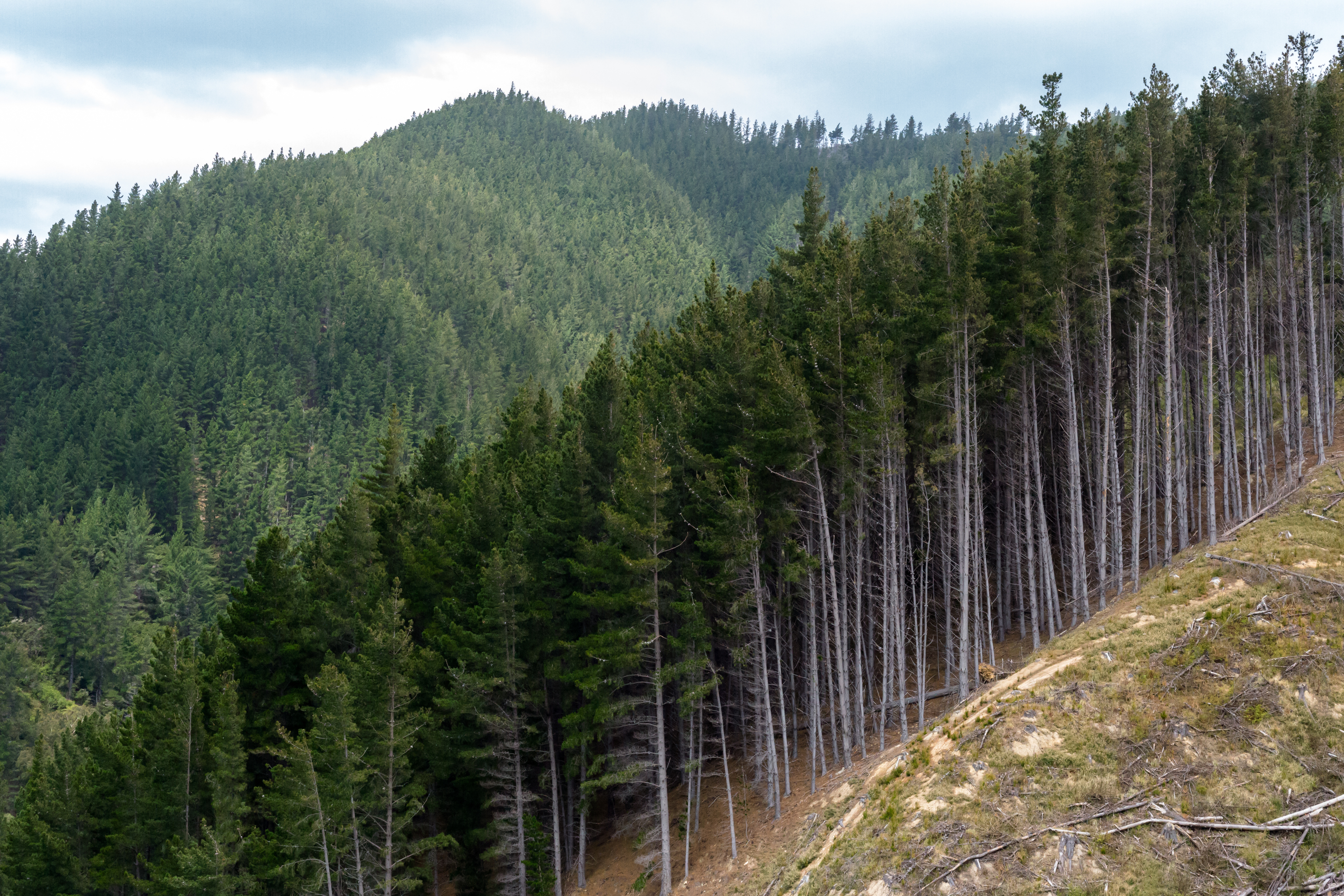 The Forestry Guide | Otago Regional Council – Rules & Resources for ...