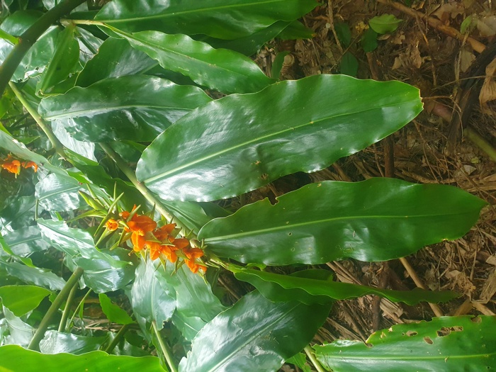 Wild ginger