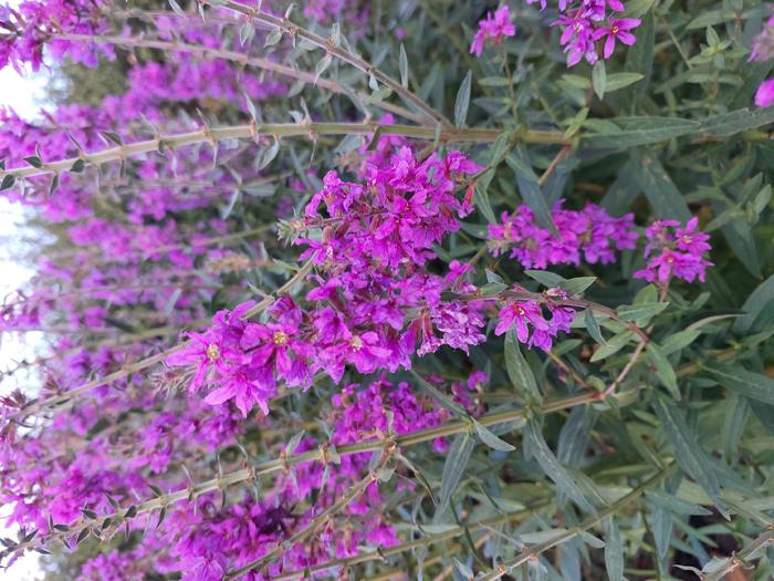 Purple loosestrife