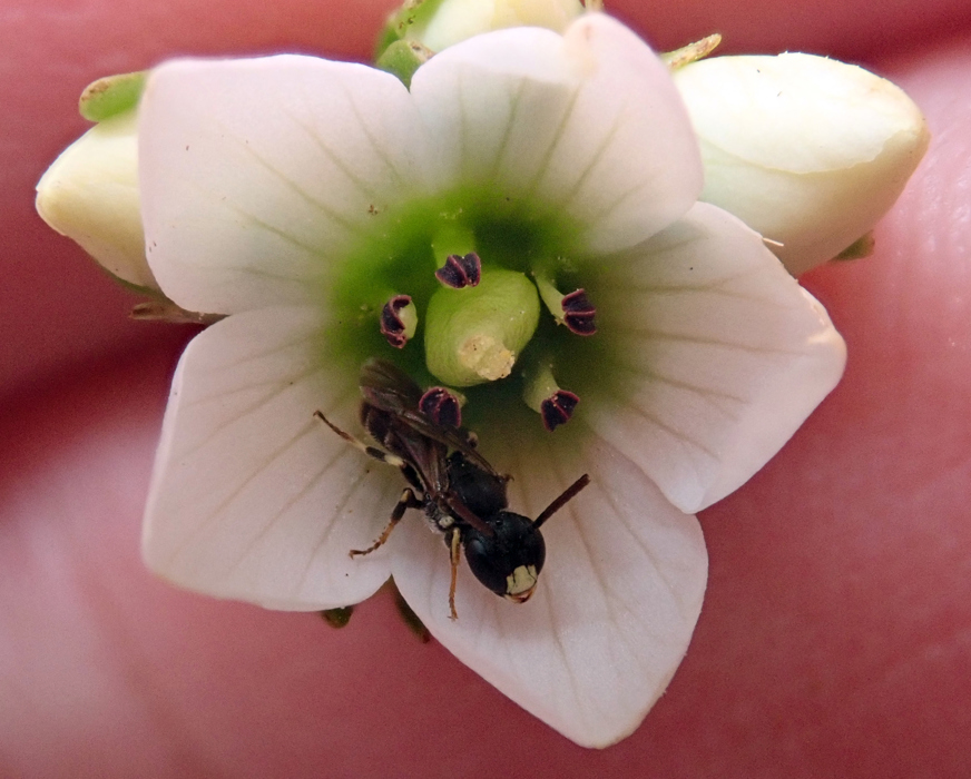 Bees of Otago