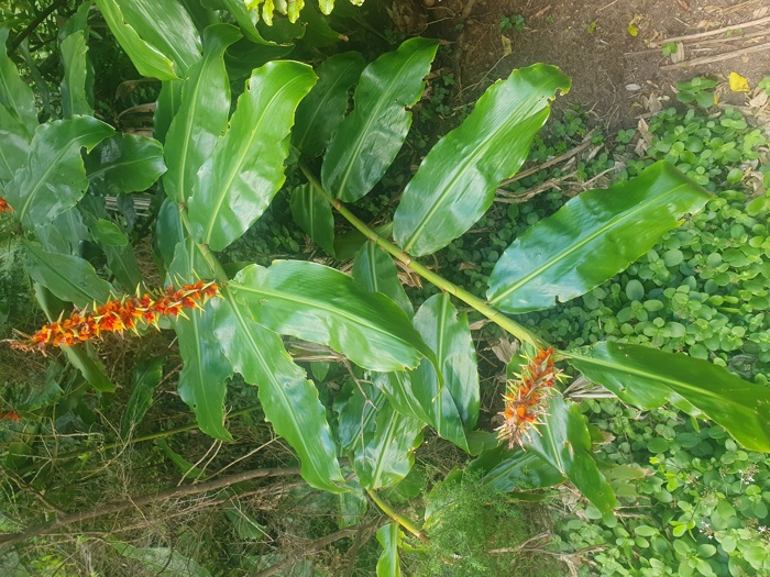 Wild ginger