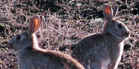 Public notice: Rabbit control — Lower Taieri Floodbanks | Otago ...