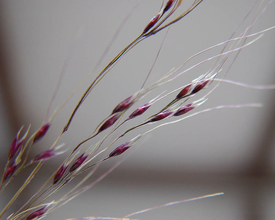 Nassella tussock | Otago Regional Council