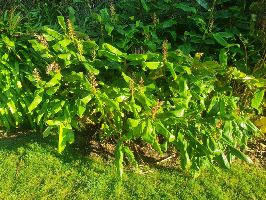 Wild ginger
