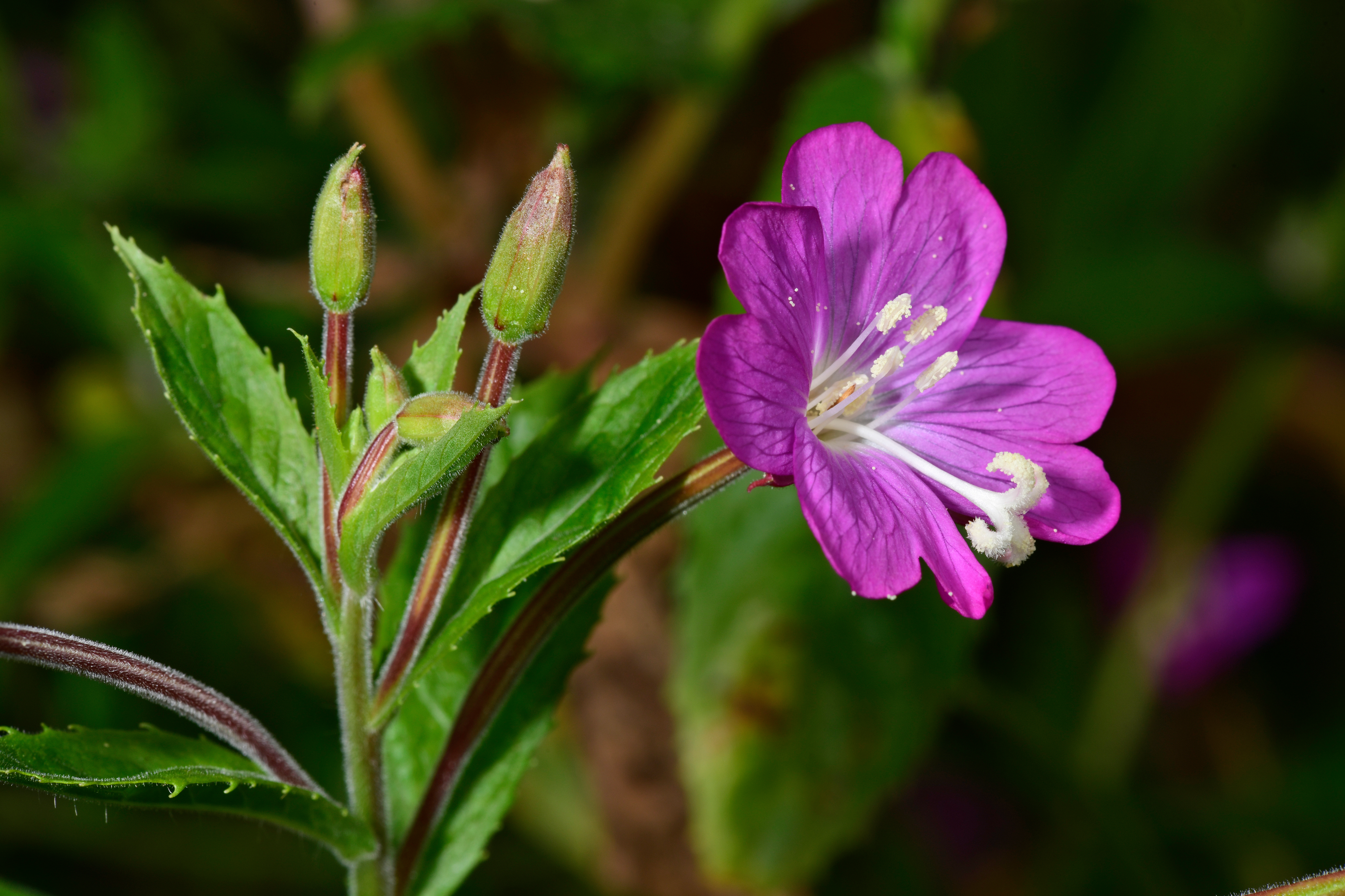 Great willowherb