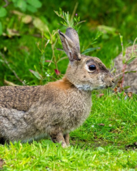 Signs of success following Clyde rabbit control operation