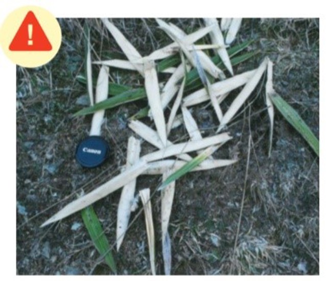 Bennett's wallaby | Otago Regional Council