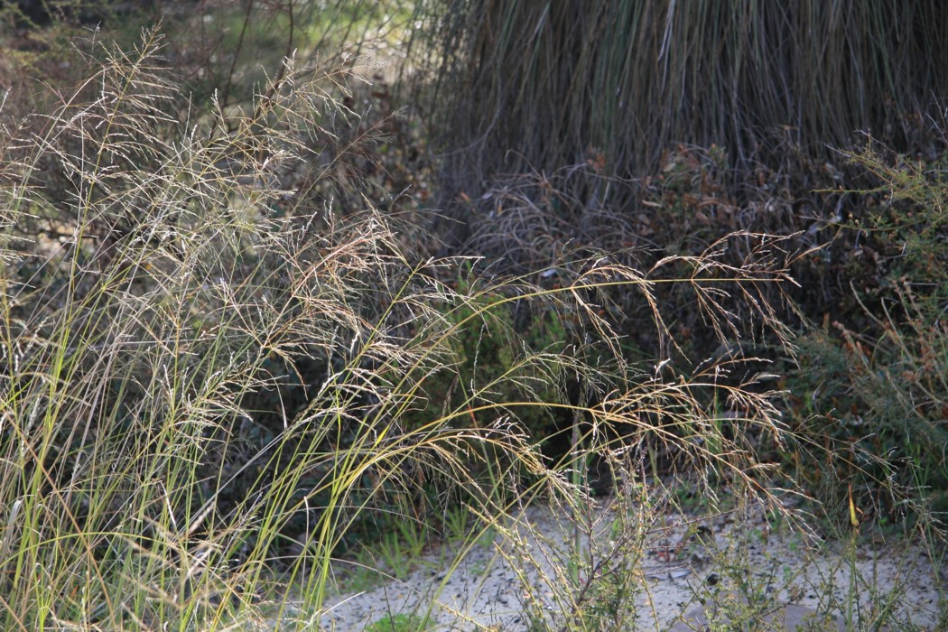Report African love grass, it's a pest!