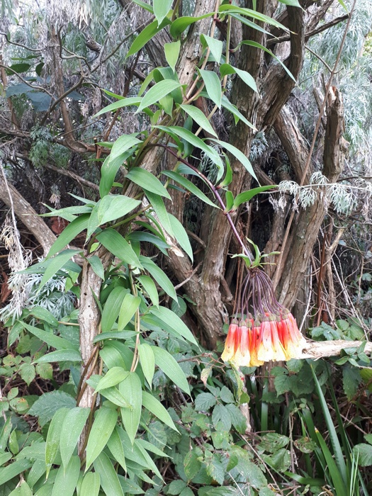 Bomarea