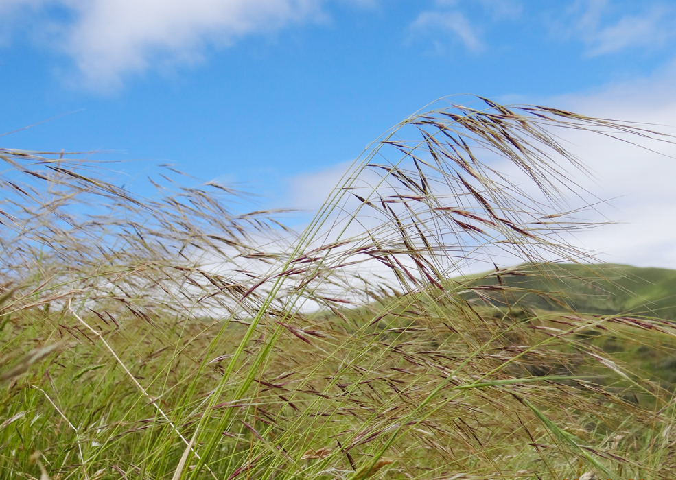 Chilean needle grass | Otago Regional Council