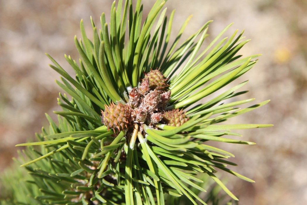 Wilding conifers - Otago Regional Council