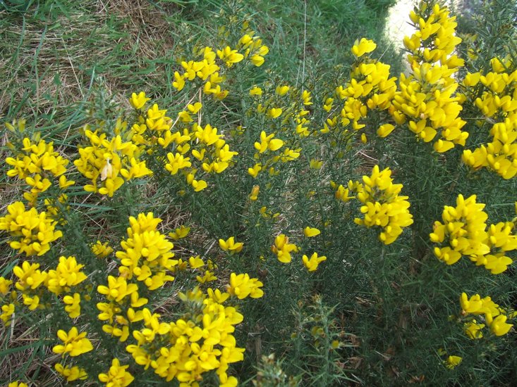 Gorse