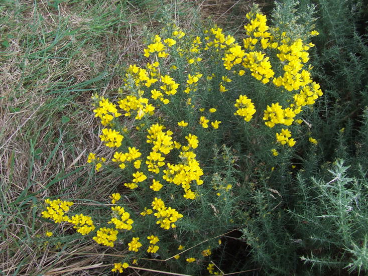 Gorse