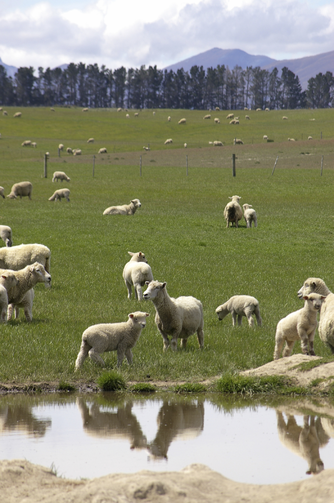 How to manage landfills and offal pits in Otago