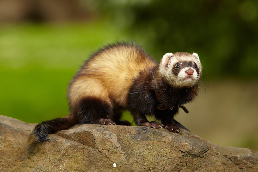 Ferret | Otago Regional Council
