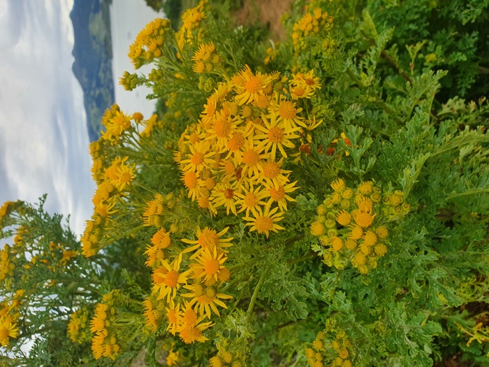 Ragwort