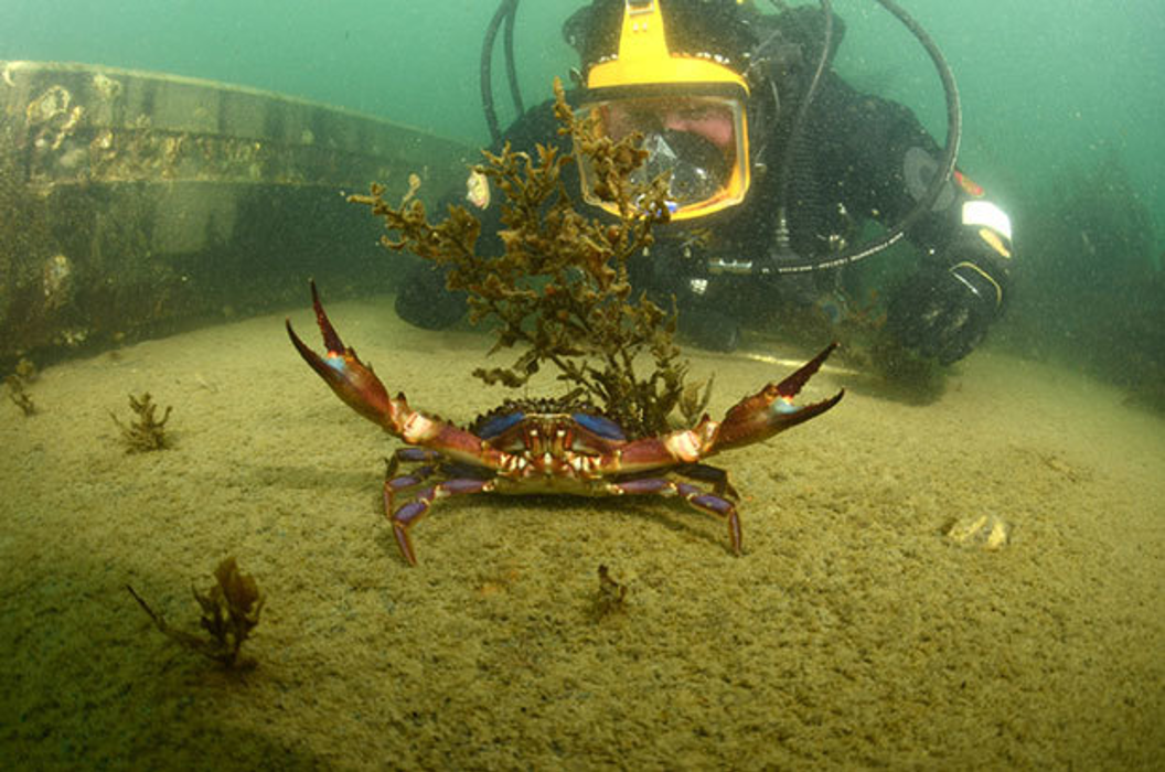 Asian paddle crab