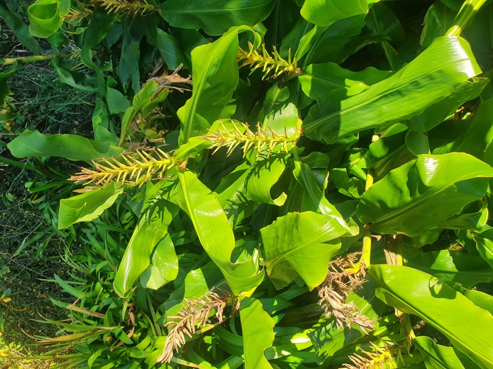 Wild ginger