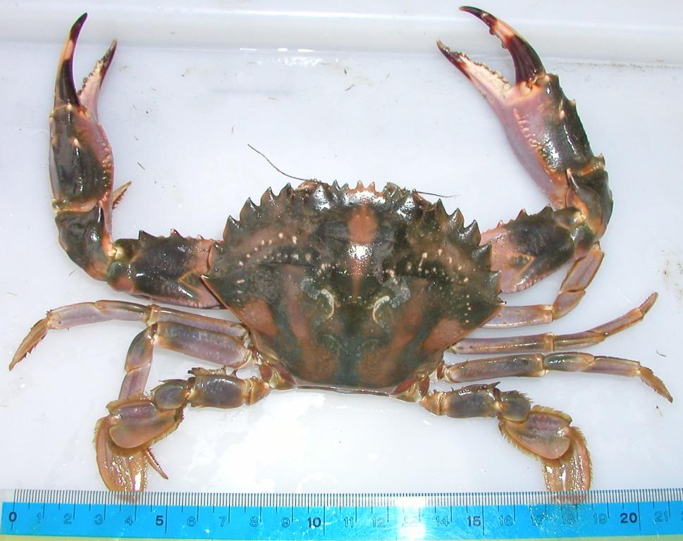 Asian paddle crab