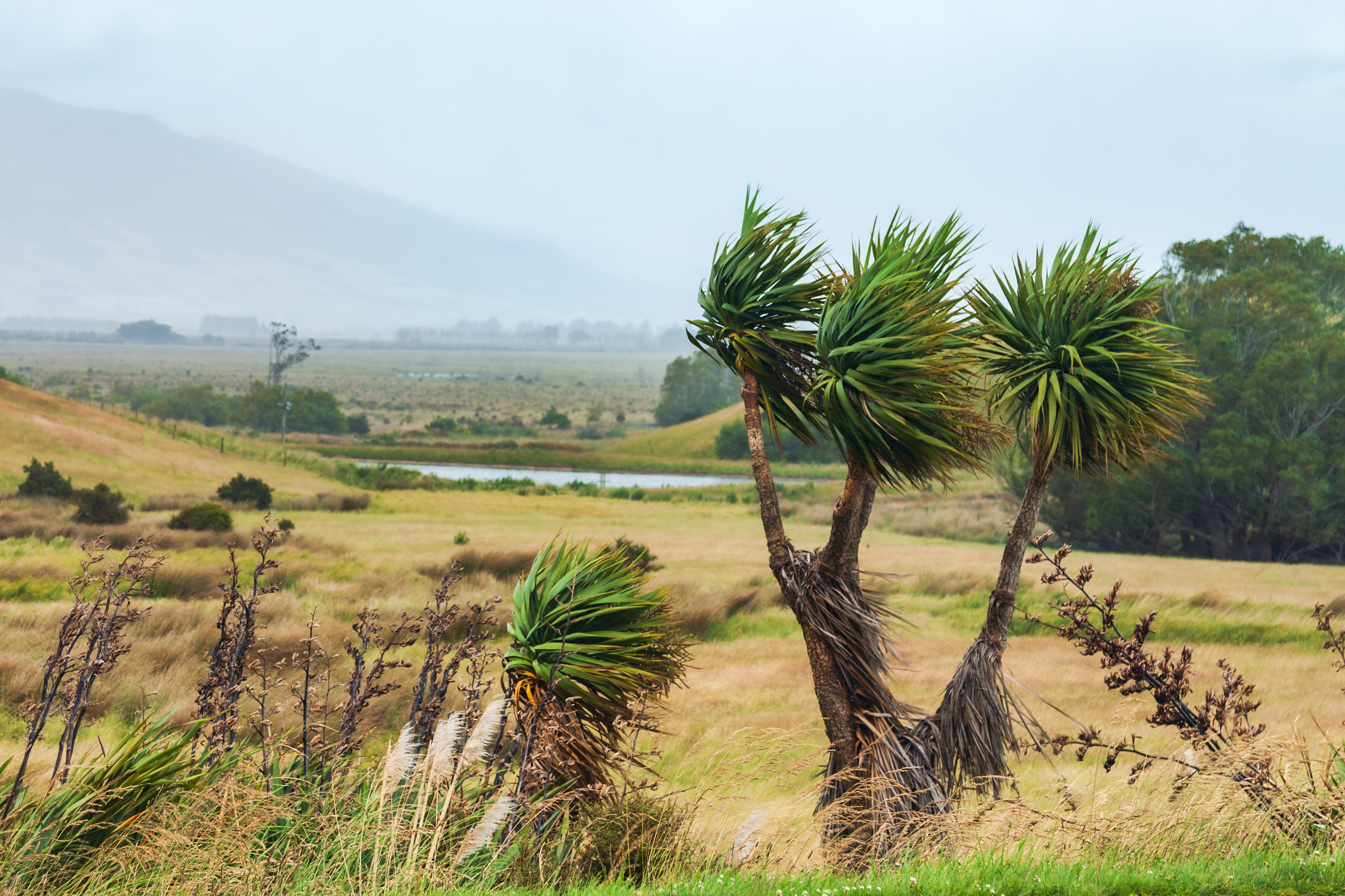 Wind hazards in Otago | Otago Regional Council