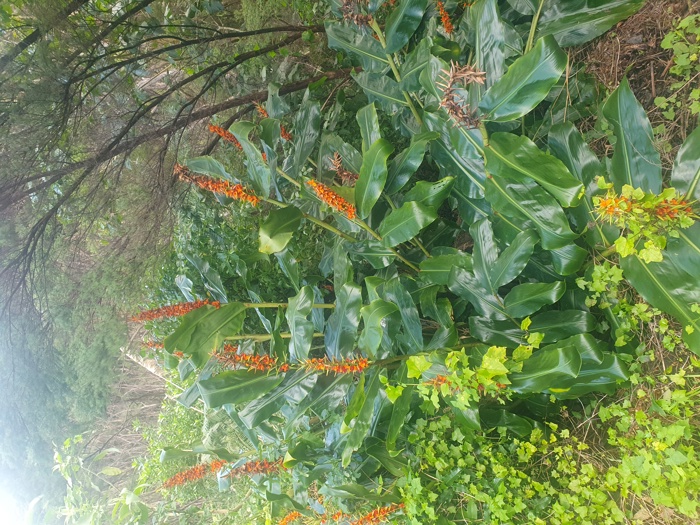 Wild ginger