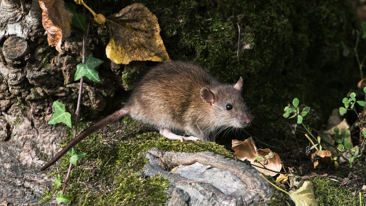 Rats