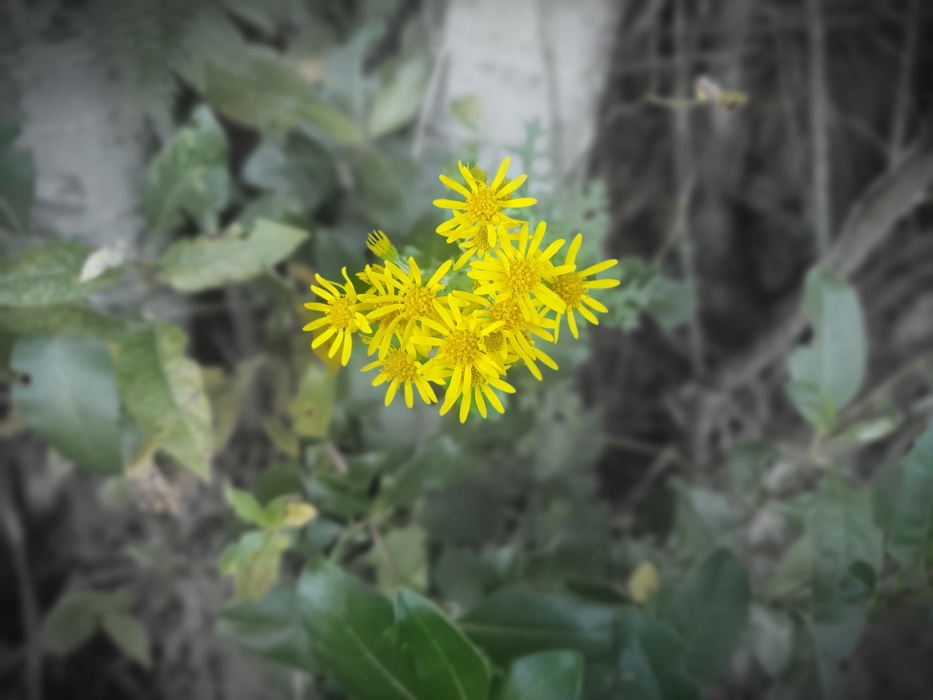 Ragwort
