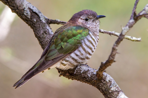Birds of Otago