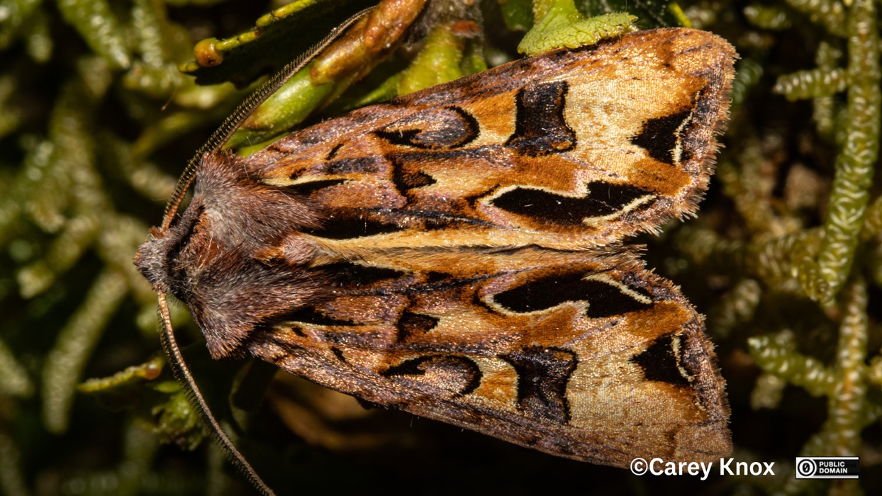 Butterflies and moths