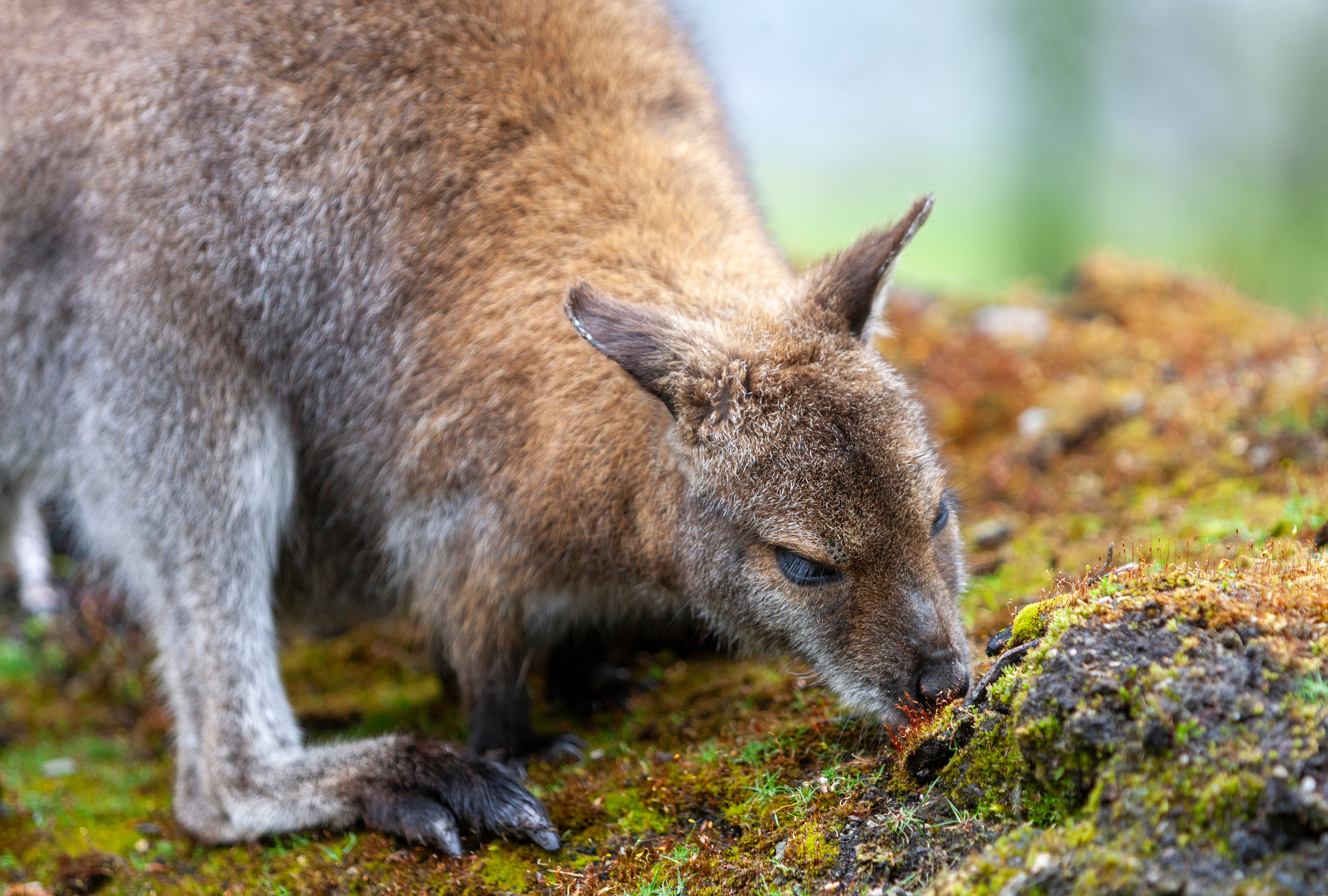 Operation Flagstaff — eradicating Bennett's Wallaby | Otago Regional ...