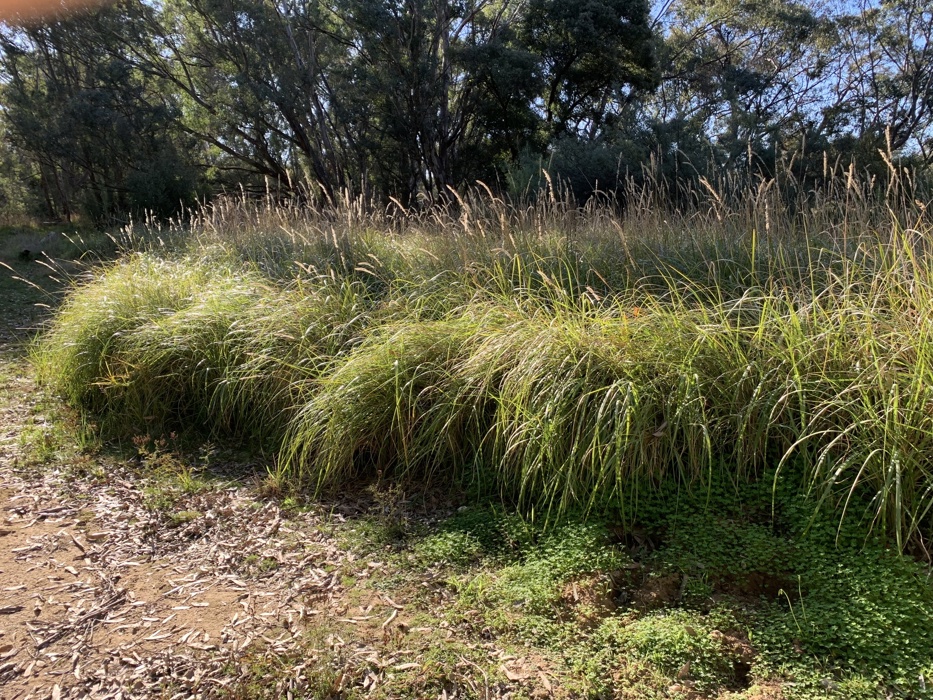 African feather grass - report this pest to Otago Regional Council