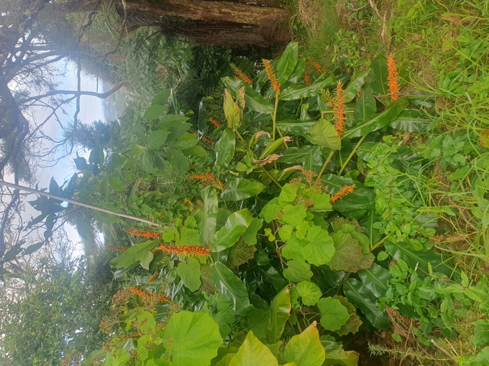 Wild ginger