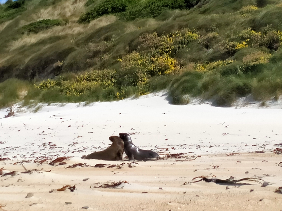Seals and Sea Lions of Otago