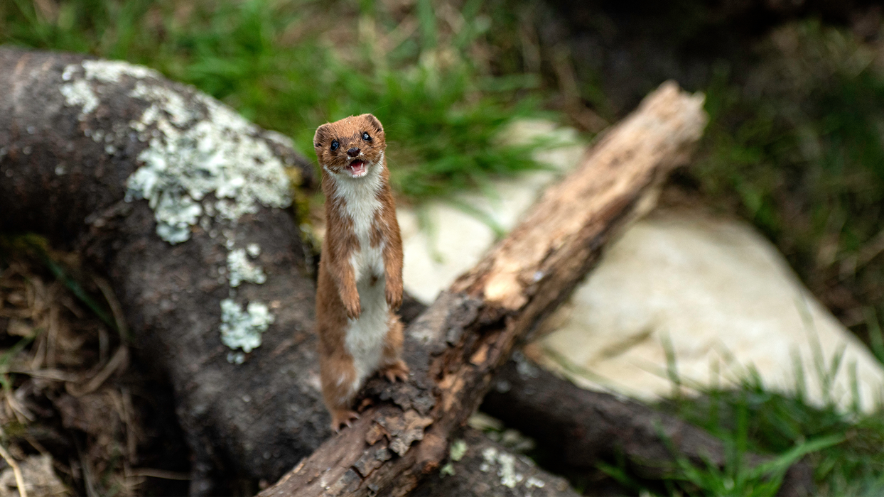 Stoats