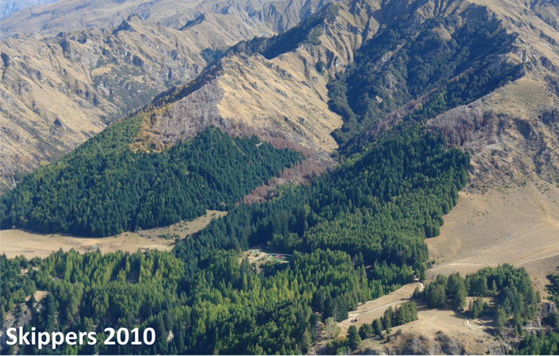 Management of Shotover wilding conifers moves to maintenance phase