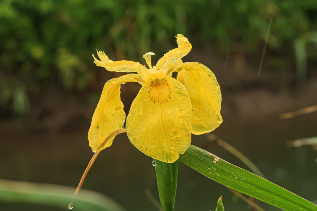 Yellow Flag Iris