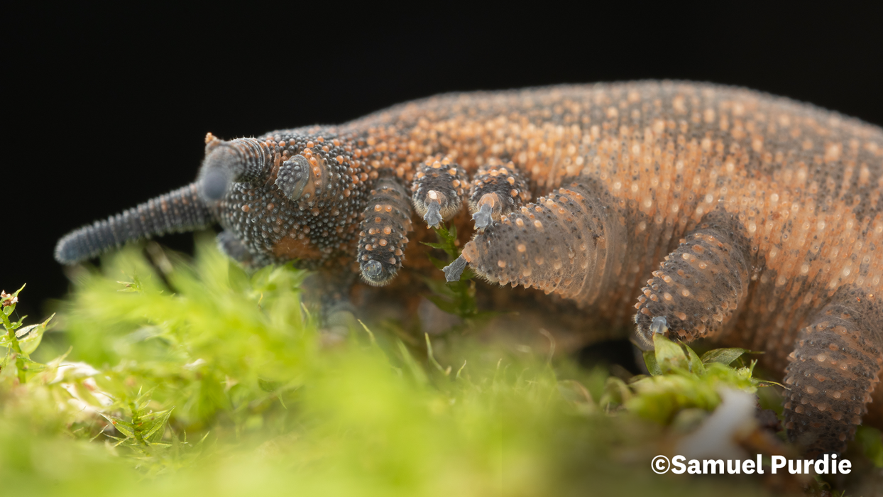 Peripatus of Otago