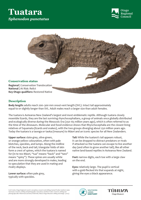 Otago’s skinks, gecko and tuatara