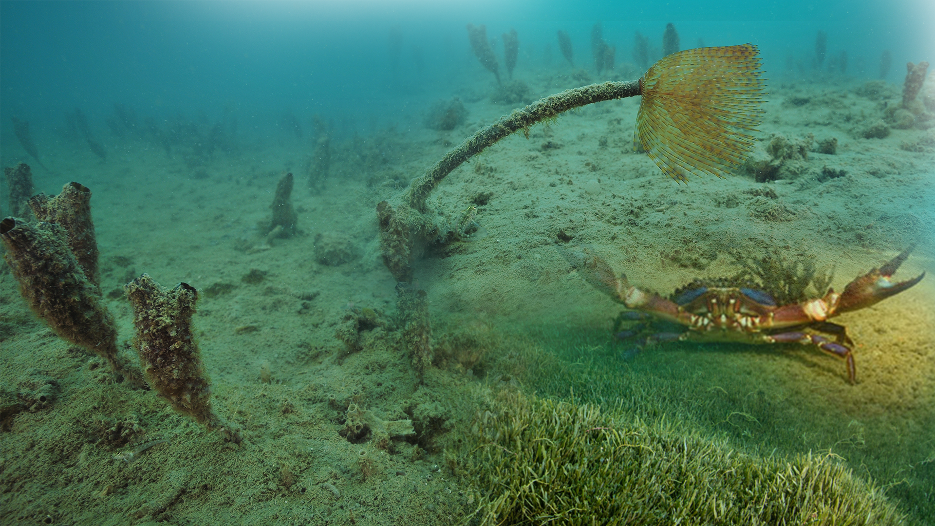 Stop marine pests in Otago waters