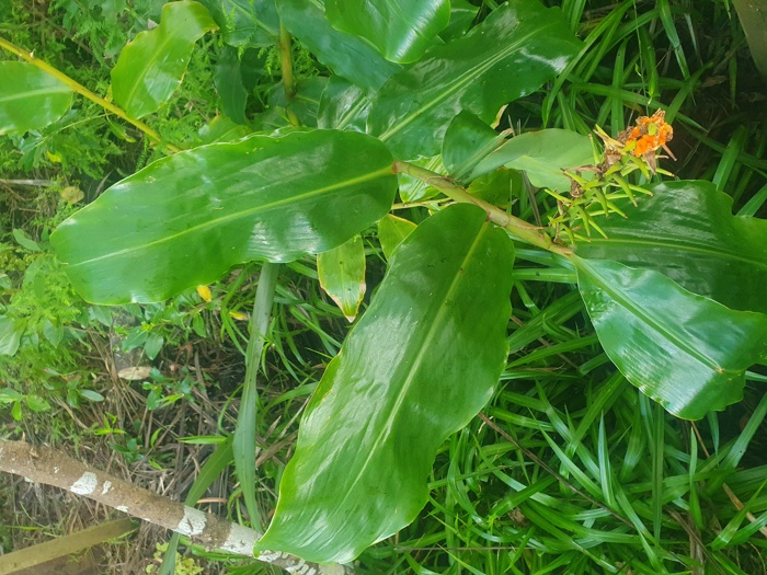 Wild ginger
