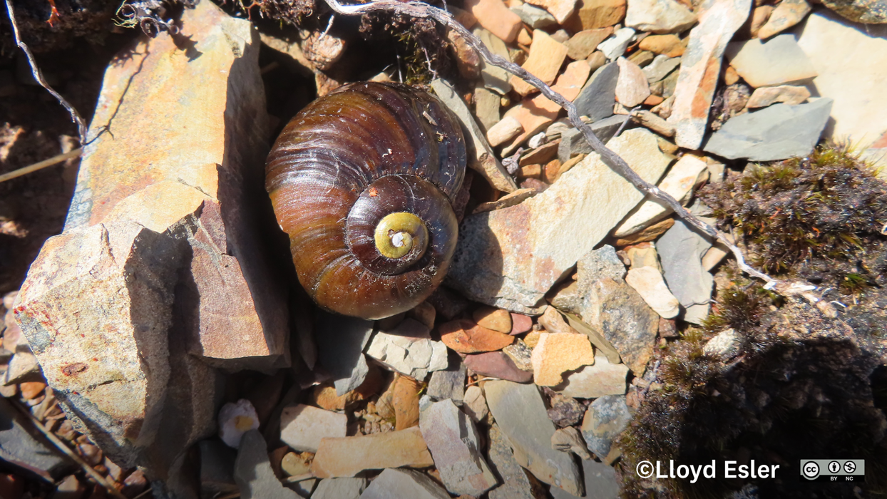 Carnivorous snails of Otago